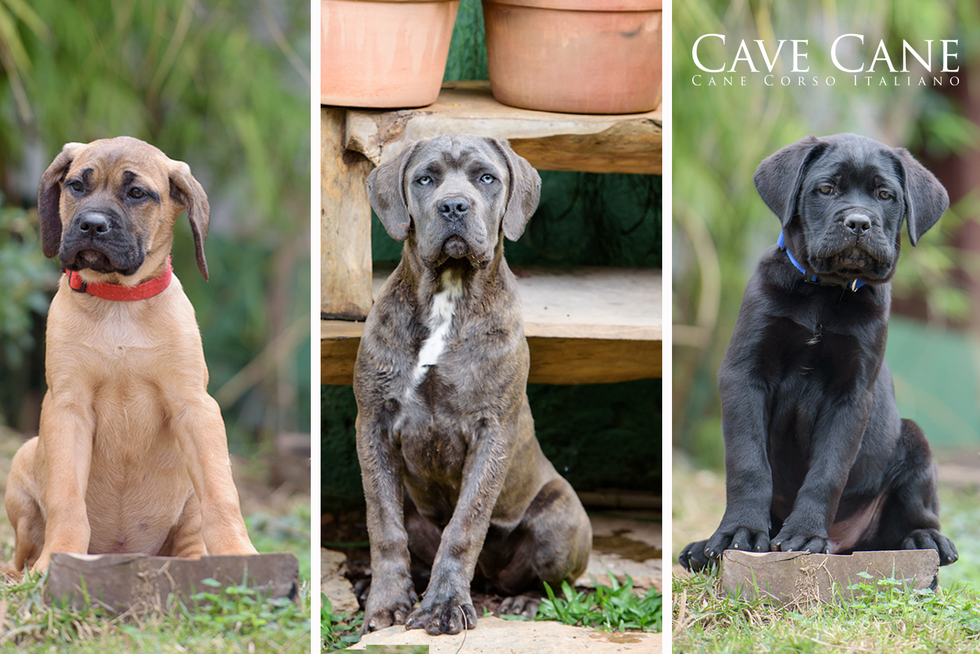 filhote_cane_corso_escolha | Canil Cave Cane